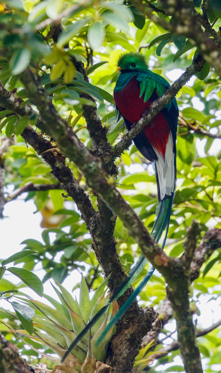 Quetzal Bird Clothing Quetzal Limited Edition Fine Art Print – ARIA